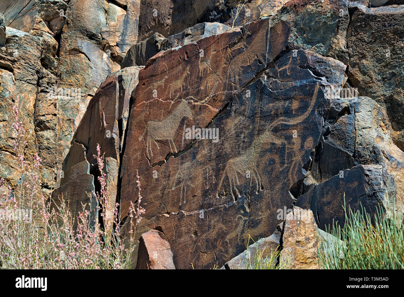 Petroglyph in Tamgaly, UNESCO World Heritage site, Kazakhstan Stock ...