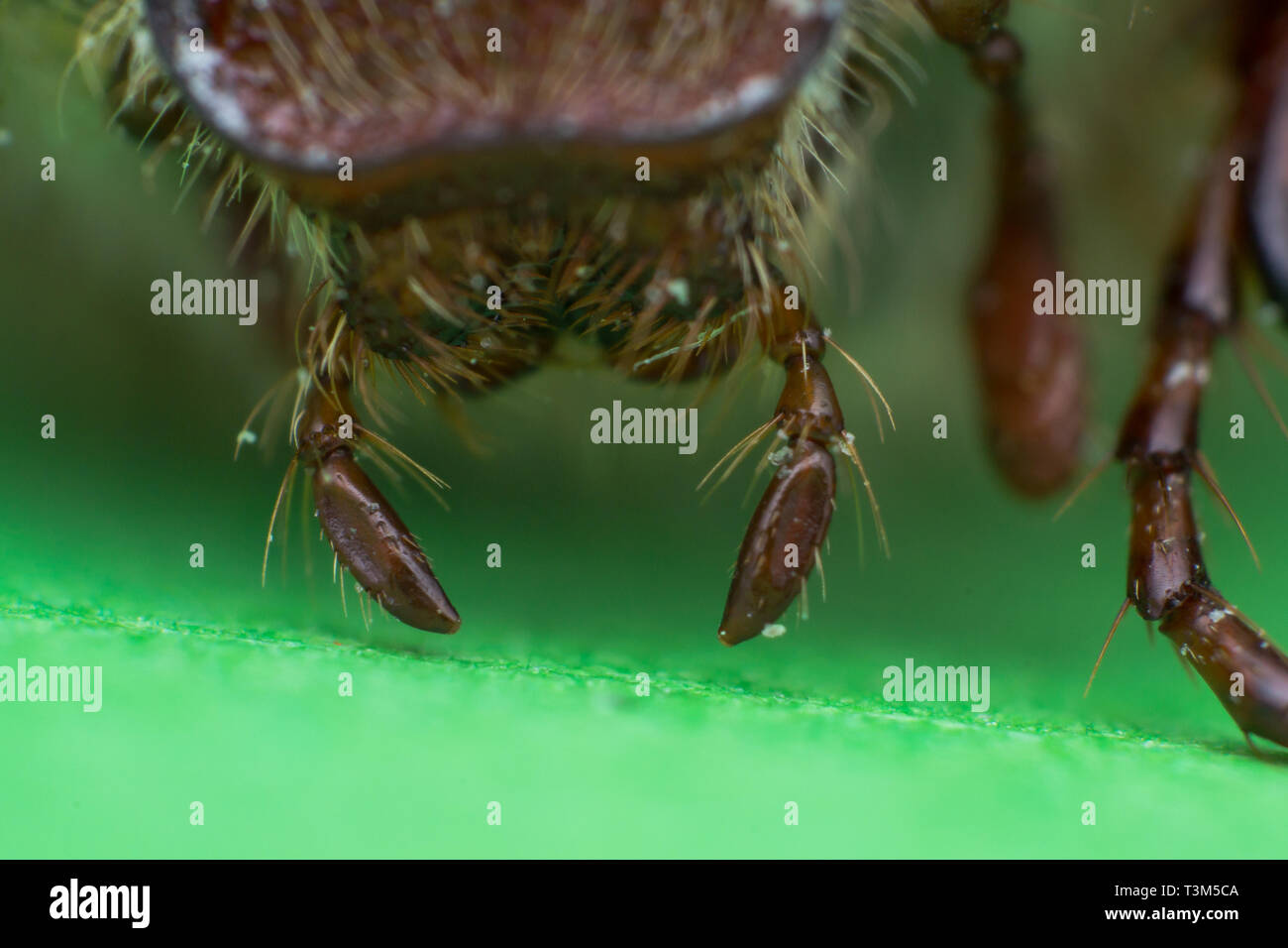 Summer chafer or European june beetle, Amphimallon solstitiale Stock ...