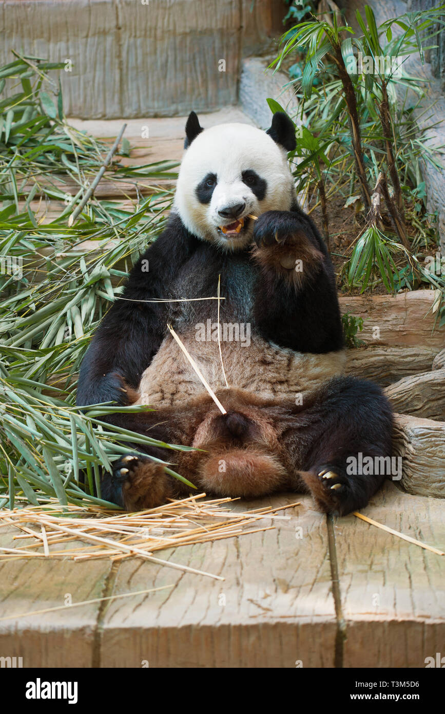 Thailand panda hi-res stock photography and images - Alamy