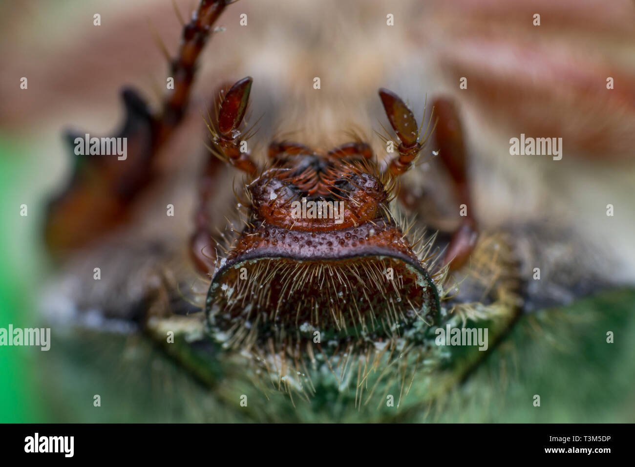 Summer chafer or European june beetle, Amphimallon solstitiale Stock ...