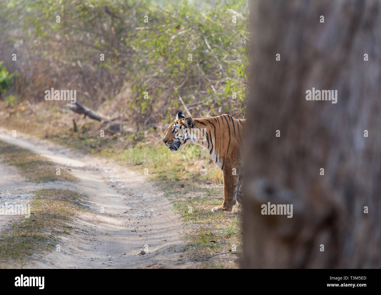 Tiger crossing the road hi-res stock photography and images - Alamy