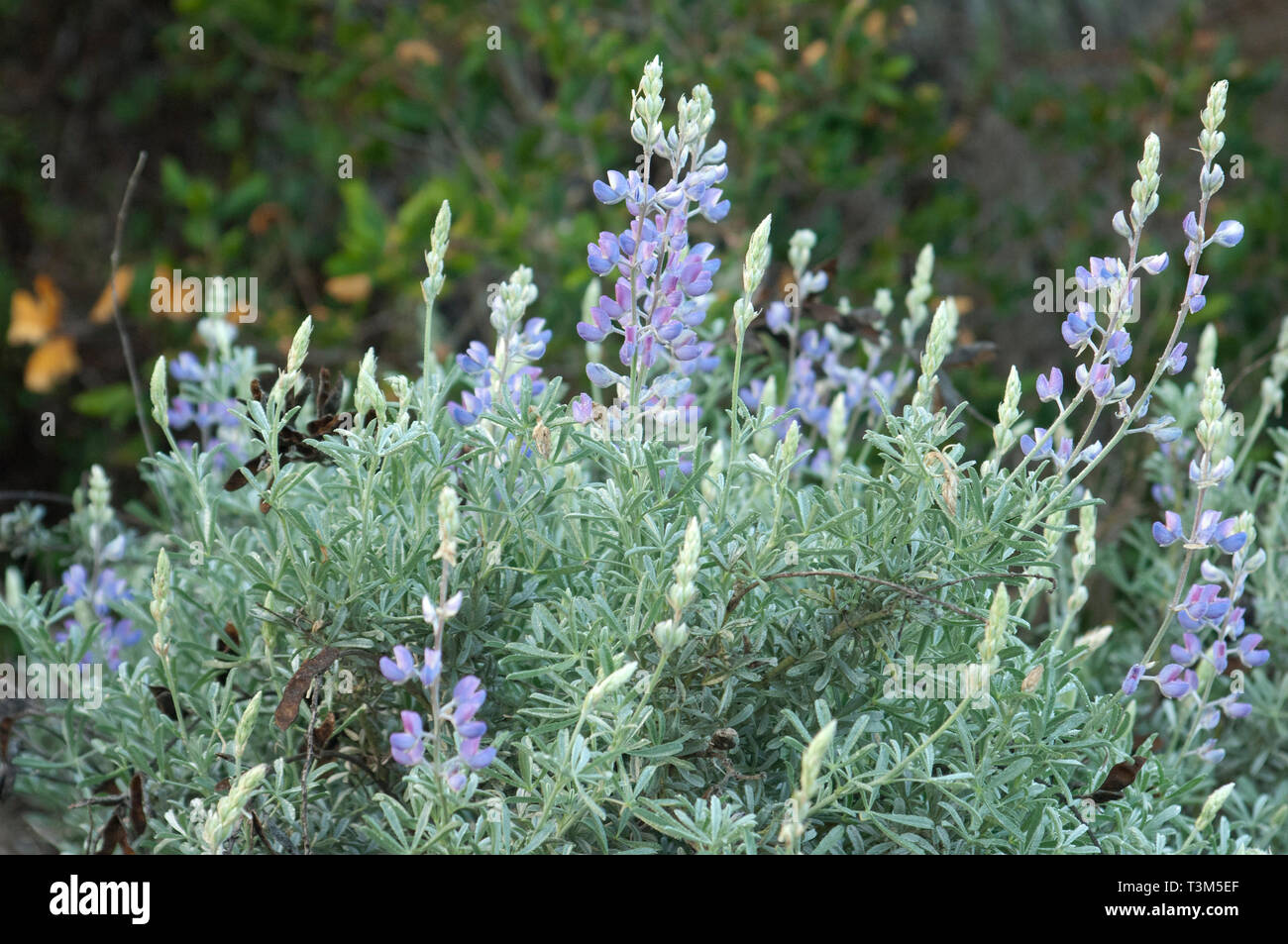 Wild lupine flowering near Lompoc, central California coast. Digital ...