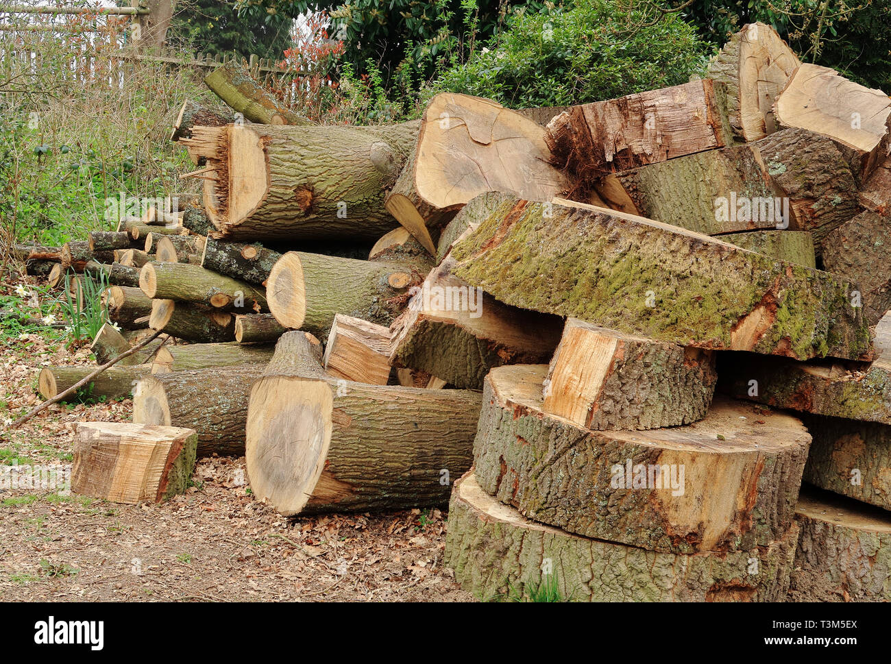 Woodland pile hi-res stock photography and images - Alamy