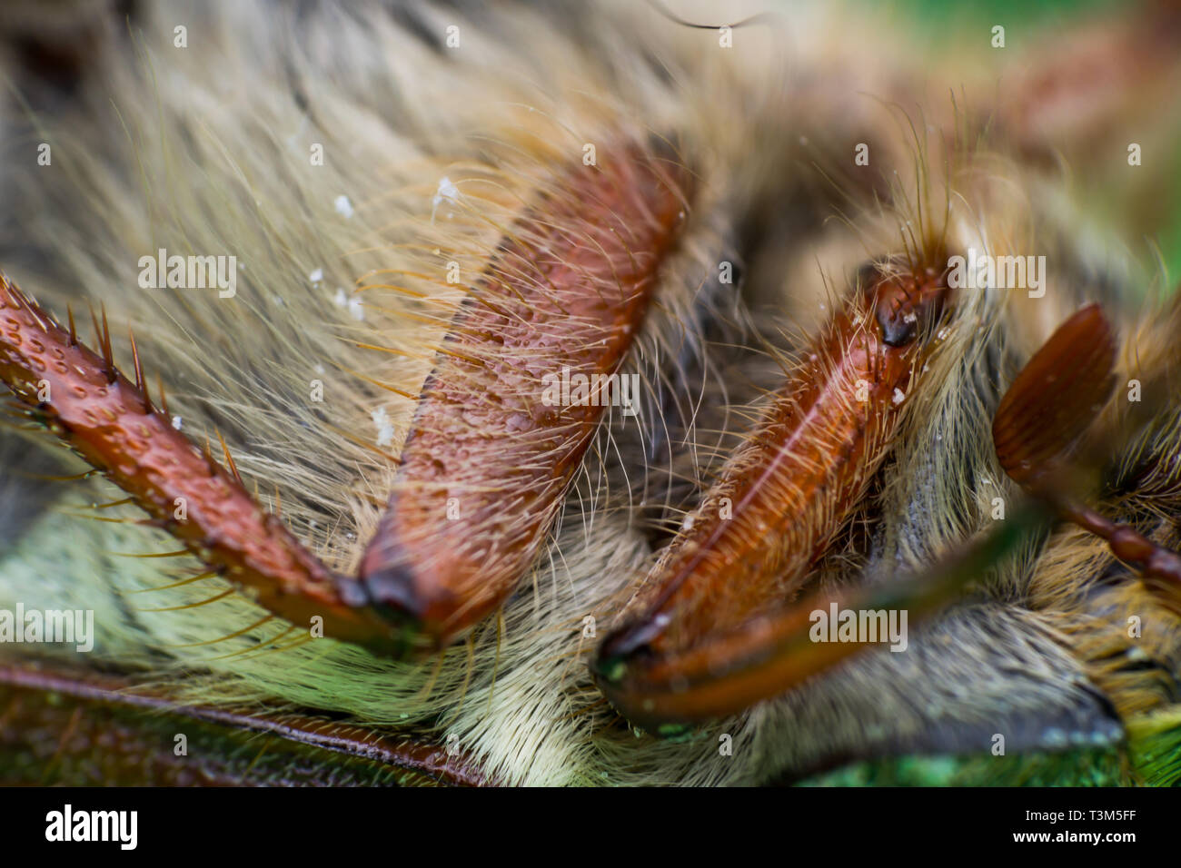 Summer chafer or European june beetle, Amphimallon solstitiale Stock ...