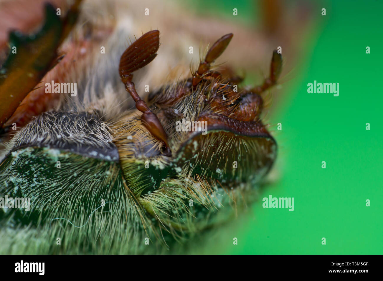 Summer chafer or European june beetle, Amphimallon solstitiale Stock ...