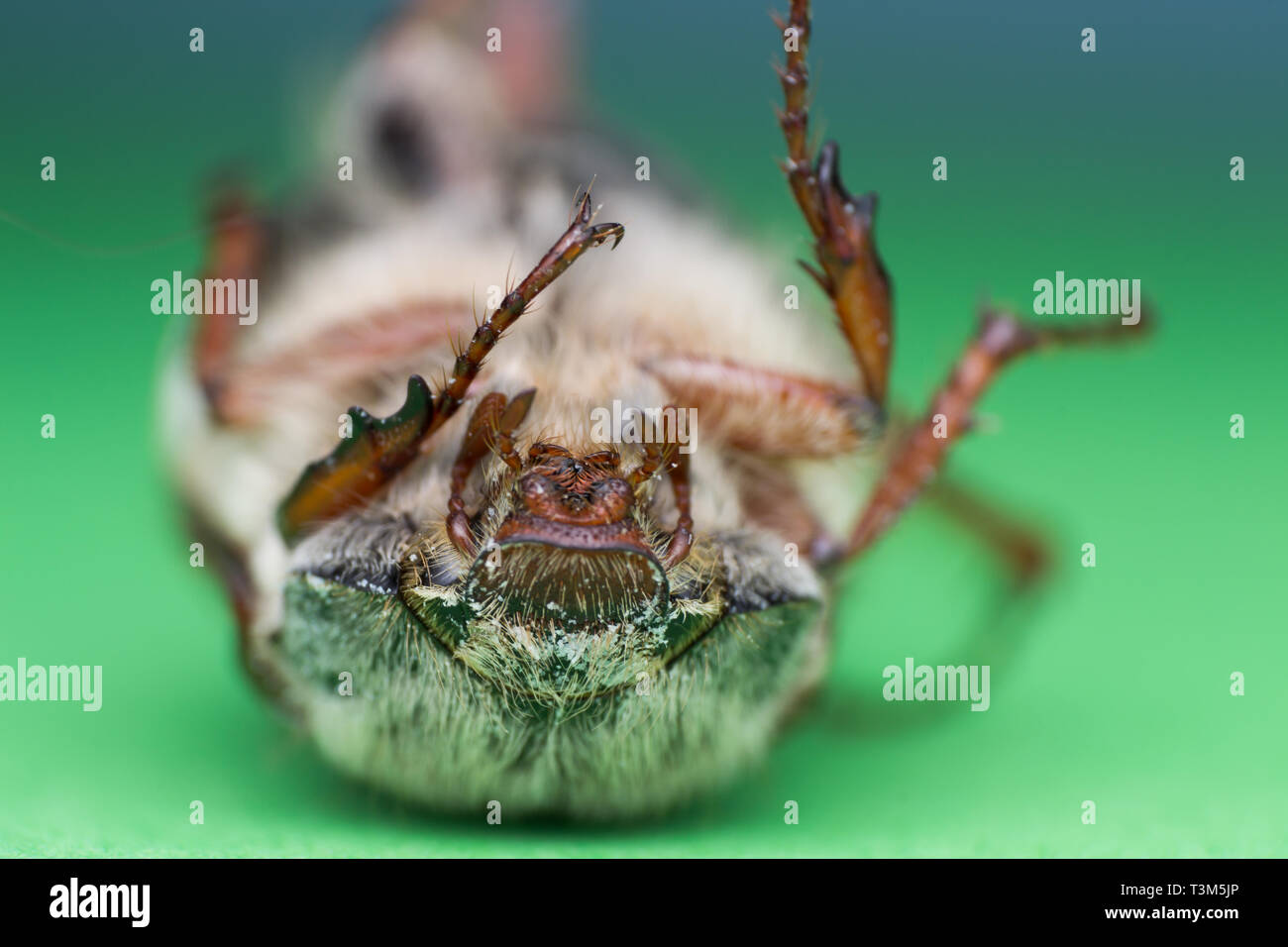 Summer chafer or European june beetle, Amphimallon solstitiale Stock ...