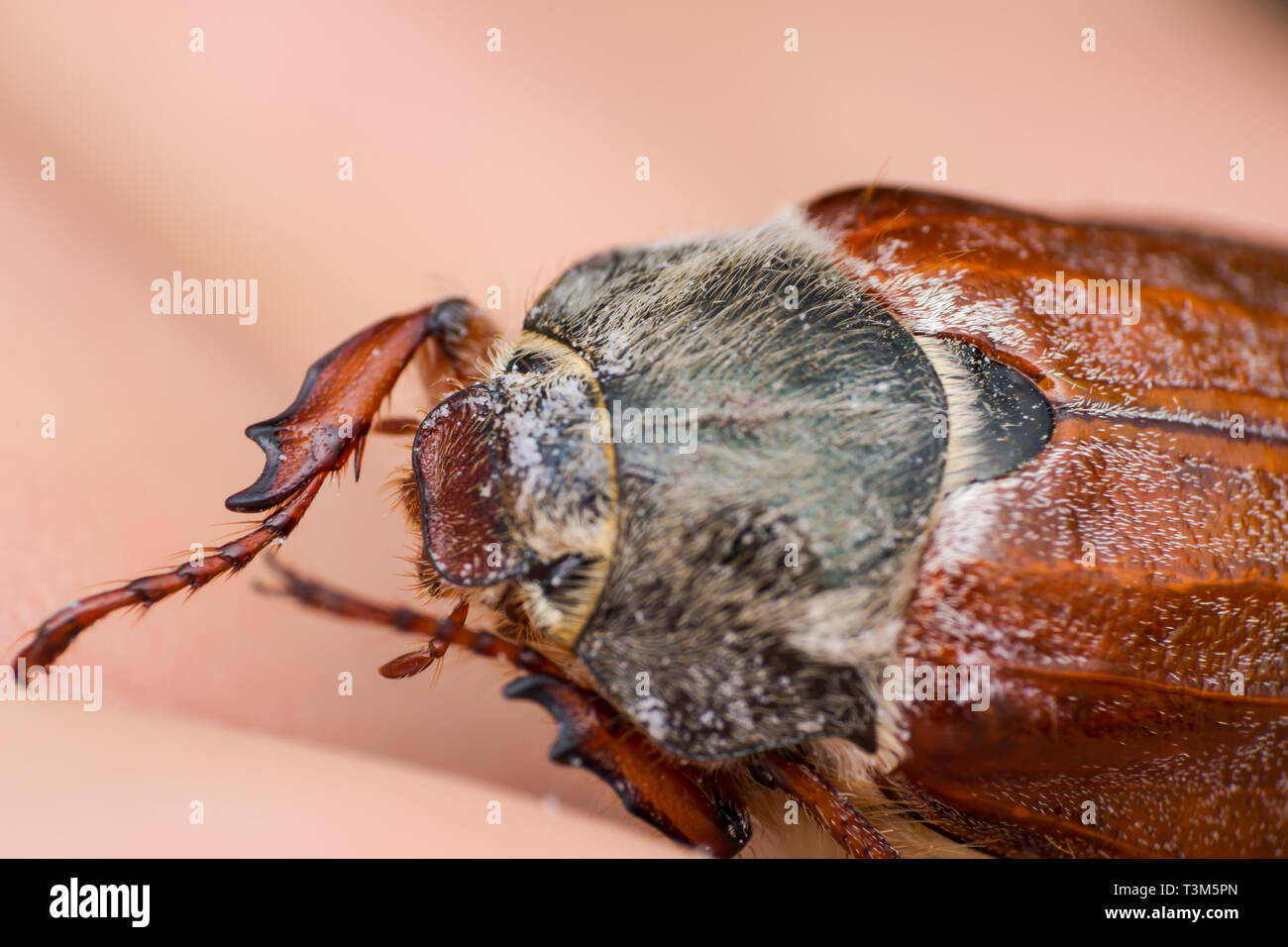 Summer chafer or European june beetle, Amphimallon solstitiale Stock ...