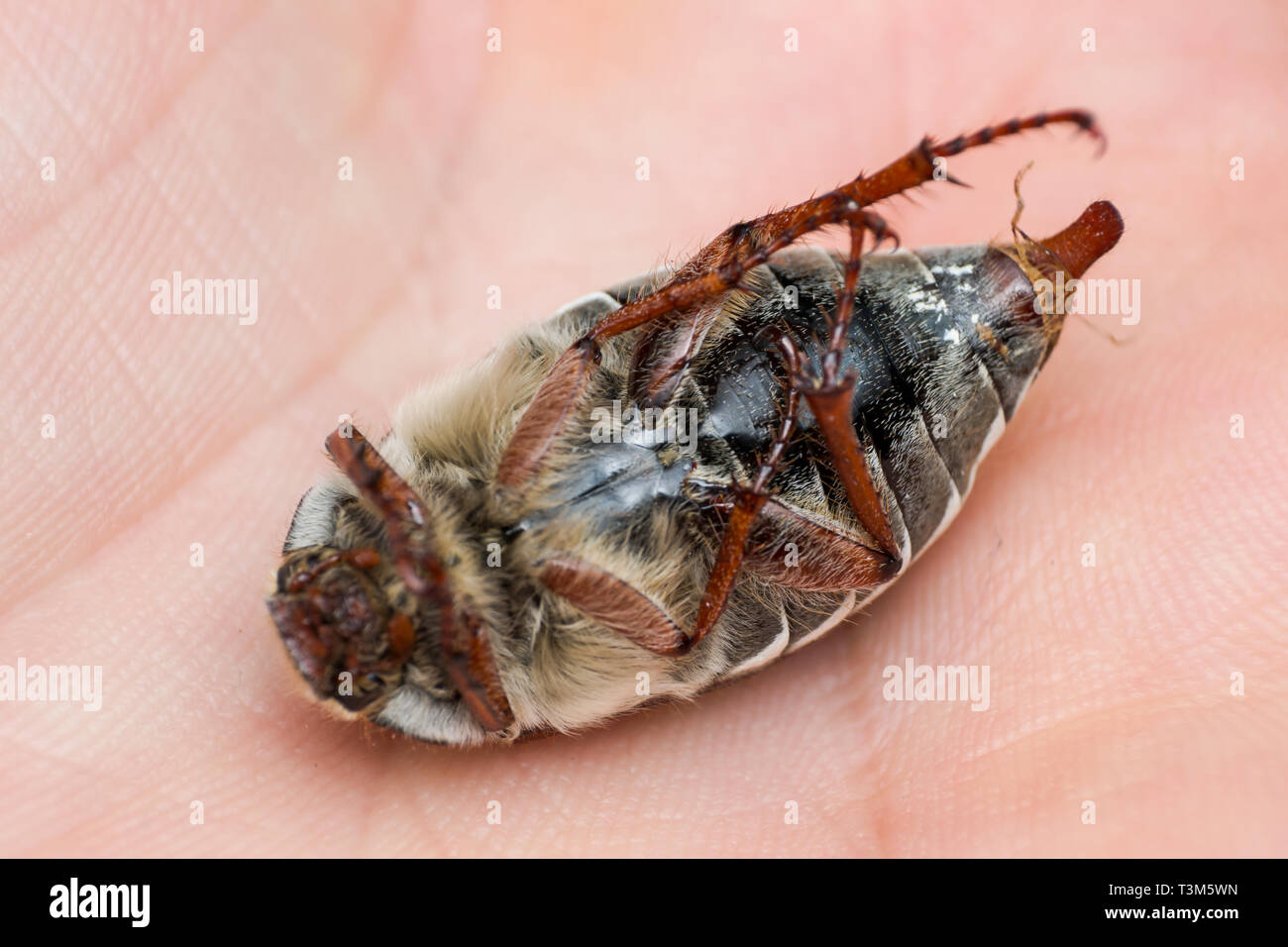 Summer chafer or European june beetle, Amphimallon solstitiale Stock ...