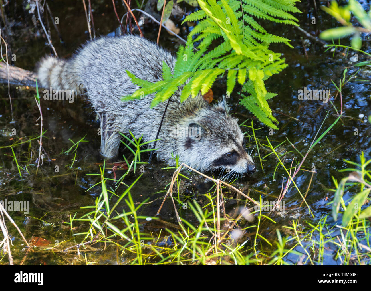 The North American Raccoon stalking and feeding in the Okefenokee swamp ...