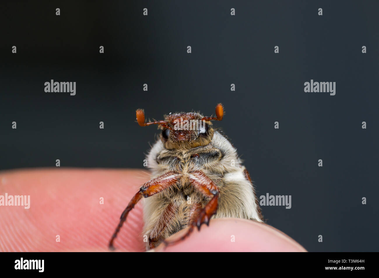 Summer chafer or European june beetle, Amphimallon solstitiale Stock ...