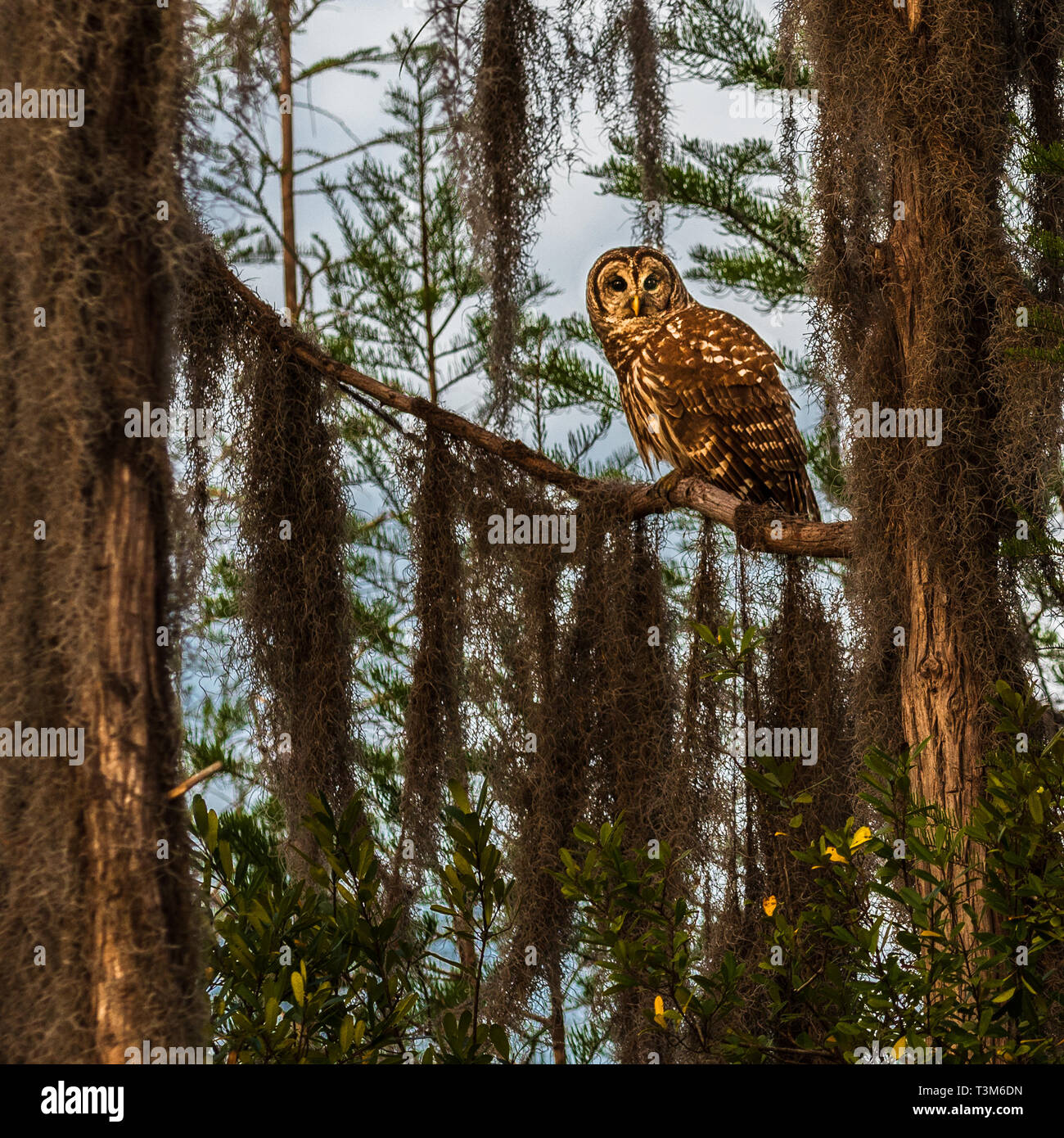 Moss covered limb hi-res stock photography and images - Alamy