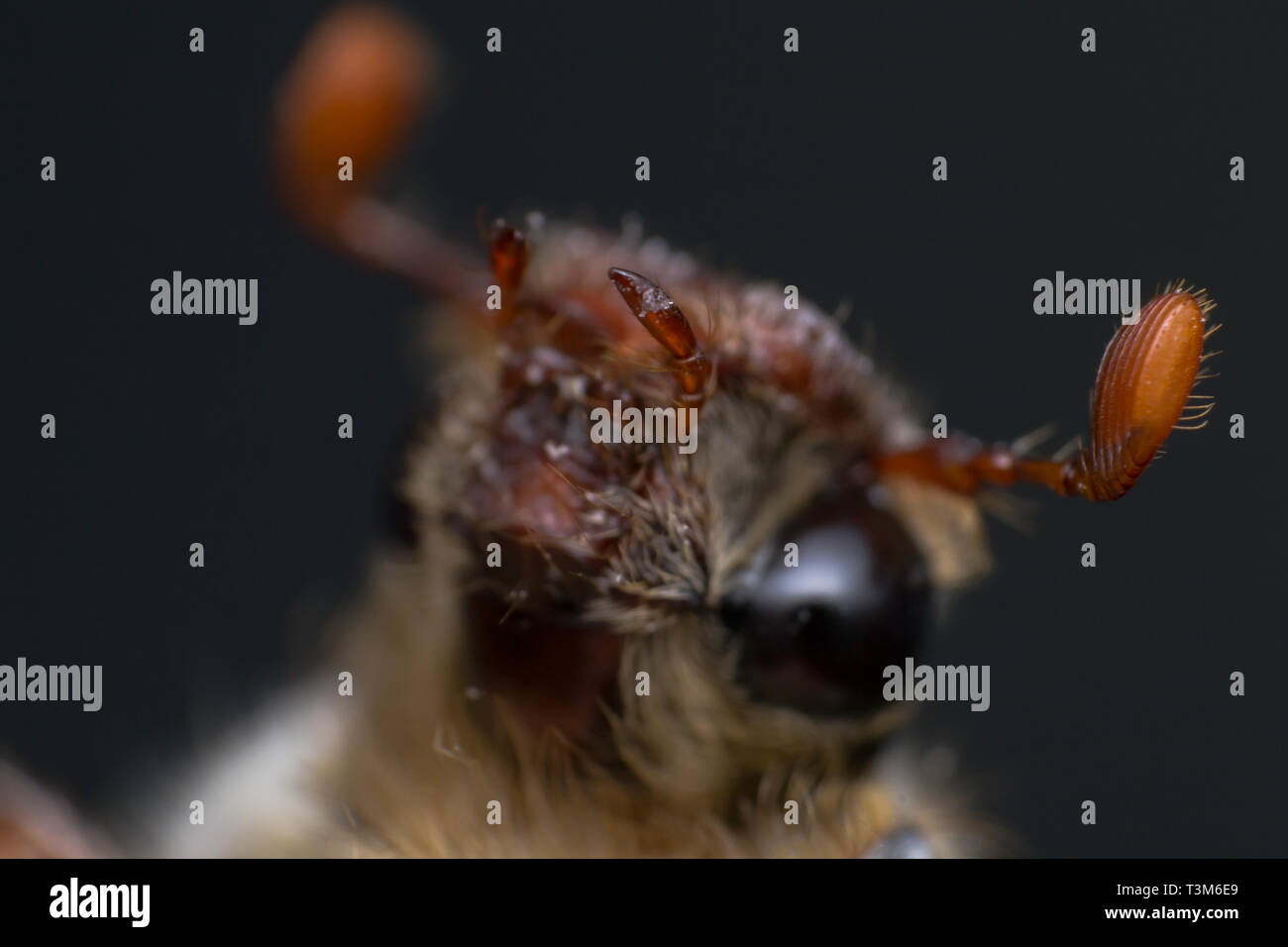 Summer chafer or European june beetle, Amphimallon solstitiale Stock ...