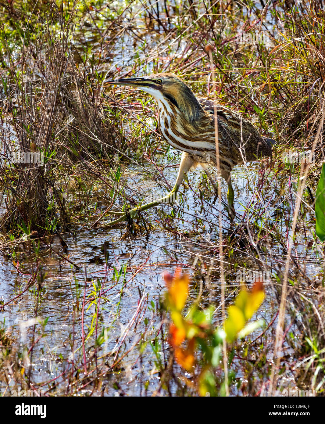 An American bittern wading and feeding in the Okefenokee swamp ...