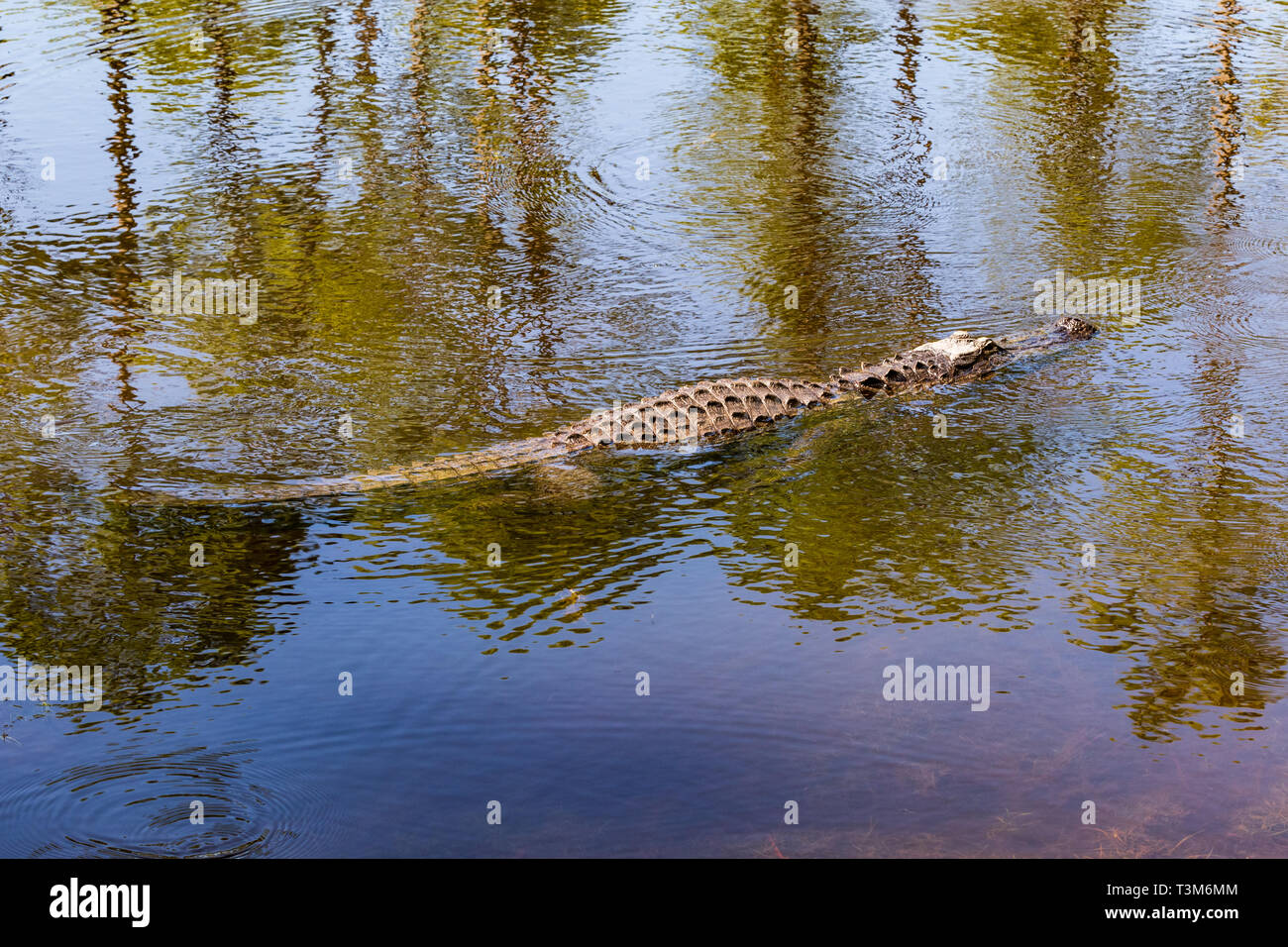 Alagarto hi-res stock photography and images - Alamy