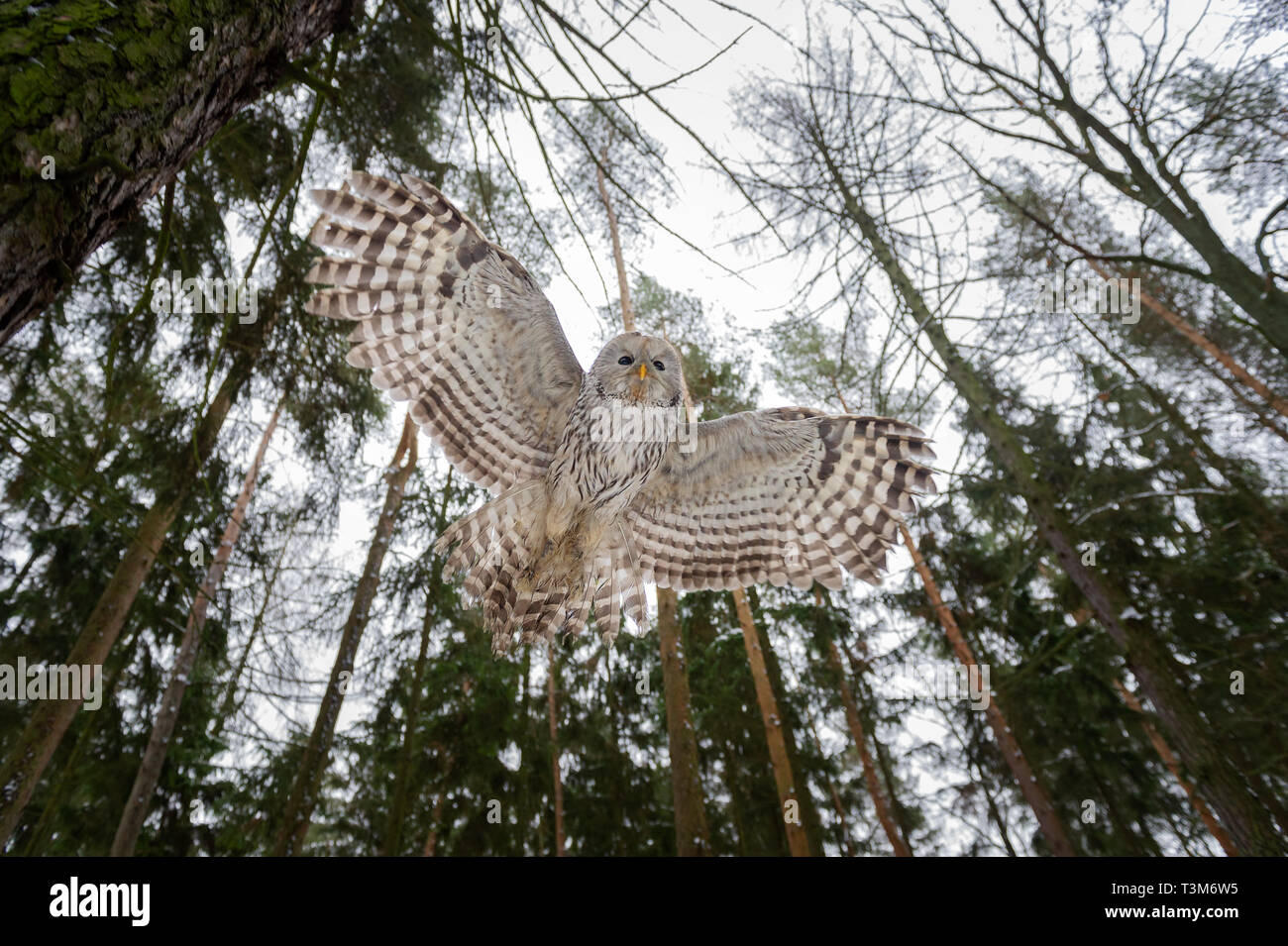 Tawny owl flying hi-res stock photography and images - Alamy