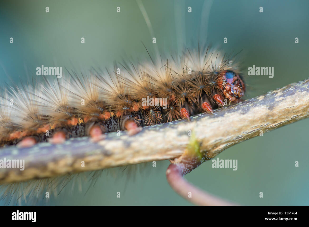 Hairy Spitfire caterpillar macro Stock Photo - Alamy