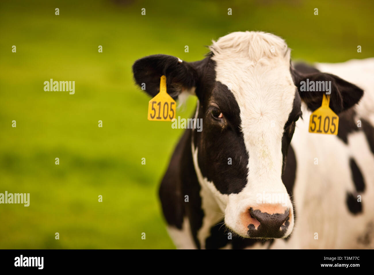 Horizontal herbivores hi-res stock photography and images - Alamy