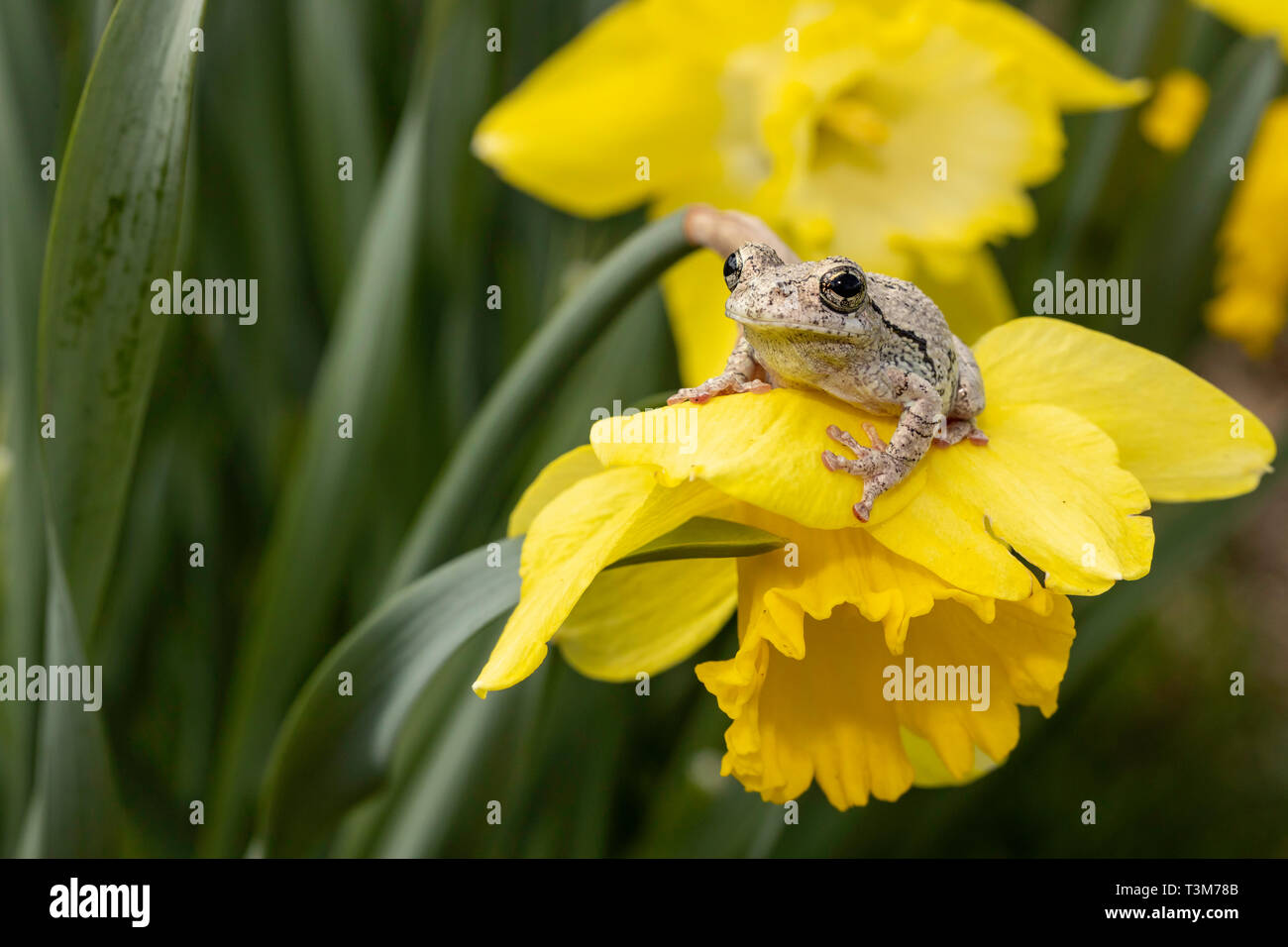 Tree frog on flowers hi-res stock photography and images - Alamy