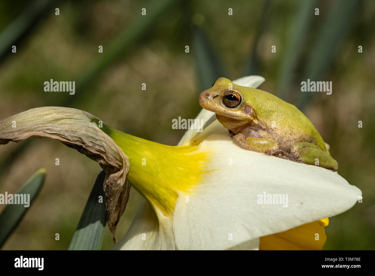 Squirrel tree frog on a daffodil flower - Hyla squirella Stock Photo ...