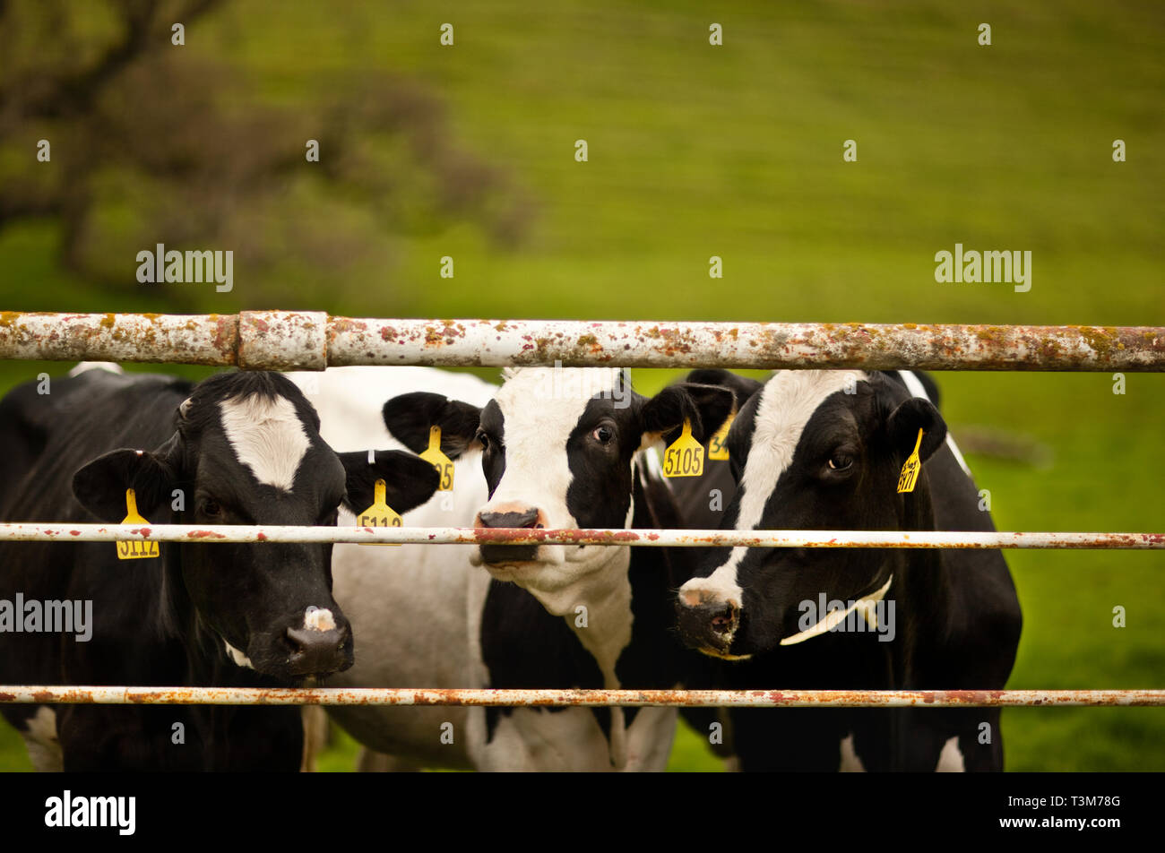 Cow looking at a camera hi-res stock photography and images - Alamy