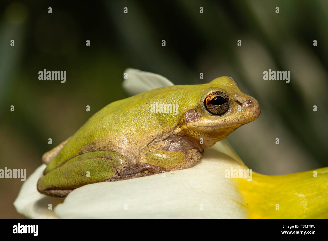 Squirrel tree frog on a daffodil flower - Hyla squirella Stock Photo ...
