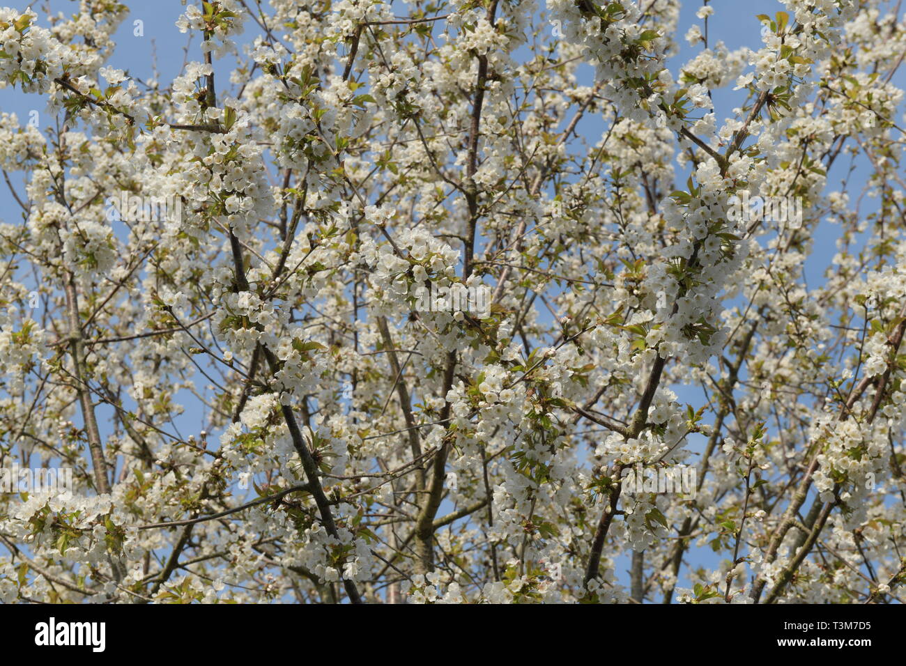 Hawthorne tree and spring flowers hi-res stock photography and images ...