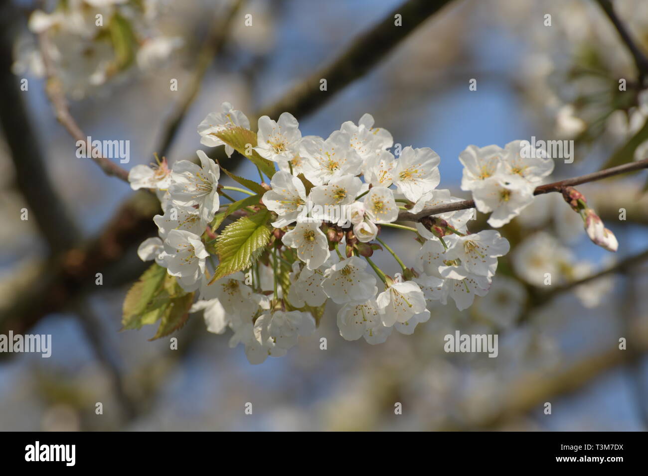 Hawthorne tree and spring flowers hi-res stock photography and images ...