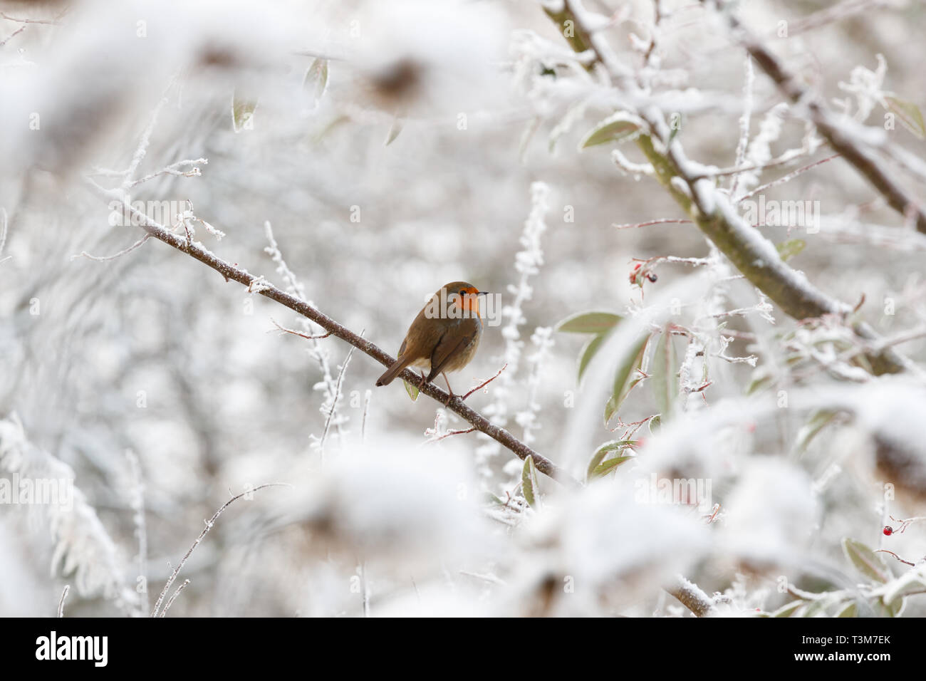 Robin winter scene hi-res stock photography and images - Alamy