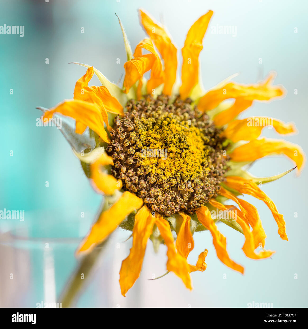 Sunshine graphic hi-res stock photography and images - Alamy