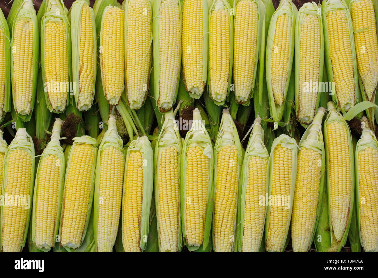 boiled corn in boiling water.cooked corn lined up on the counter ...