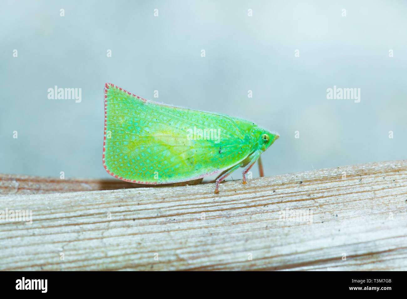 Green abstract bug macro Stock Photo - Alamy
