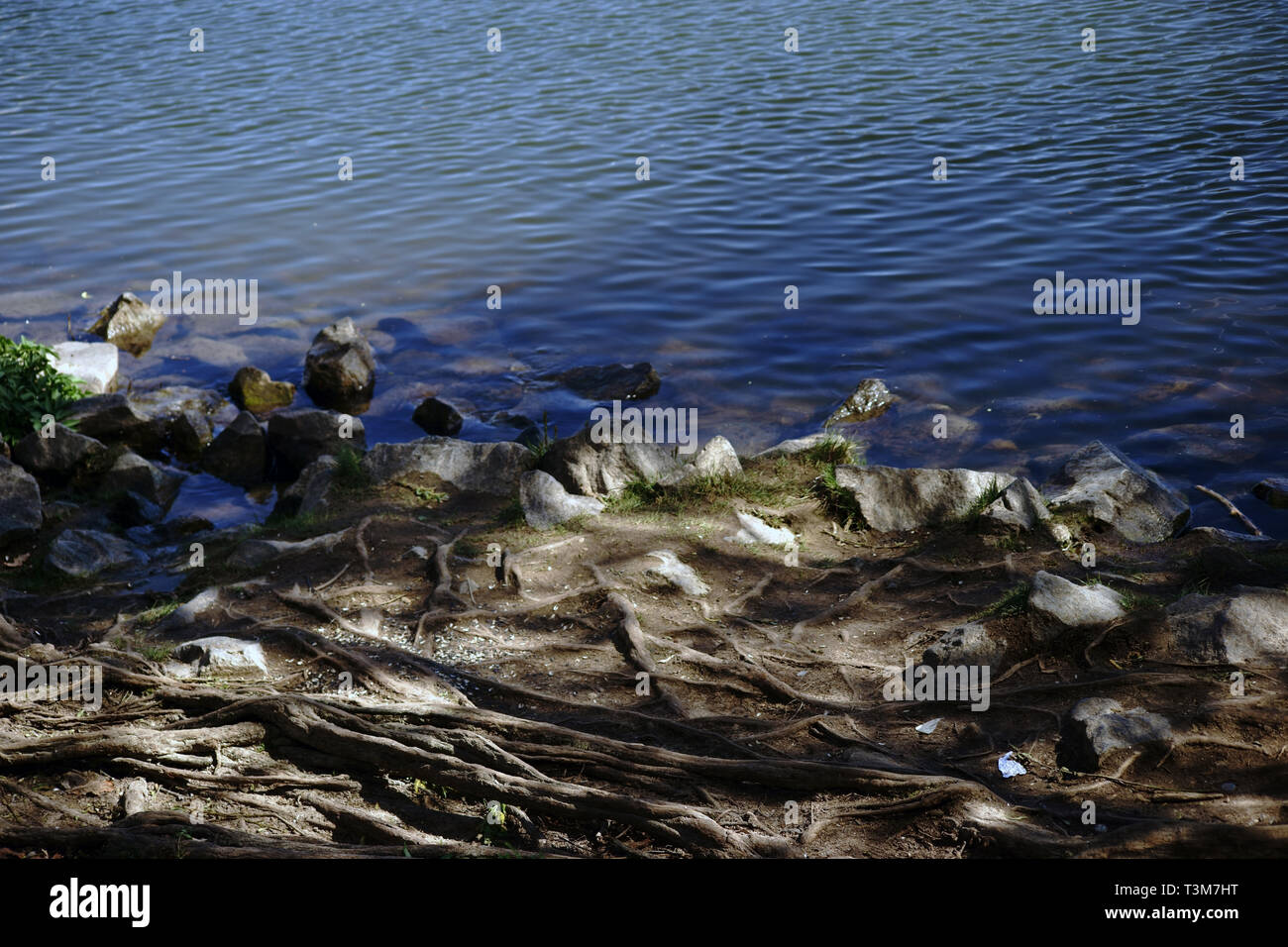 The riparian zone of a river with roots rising out of the ground and ...
