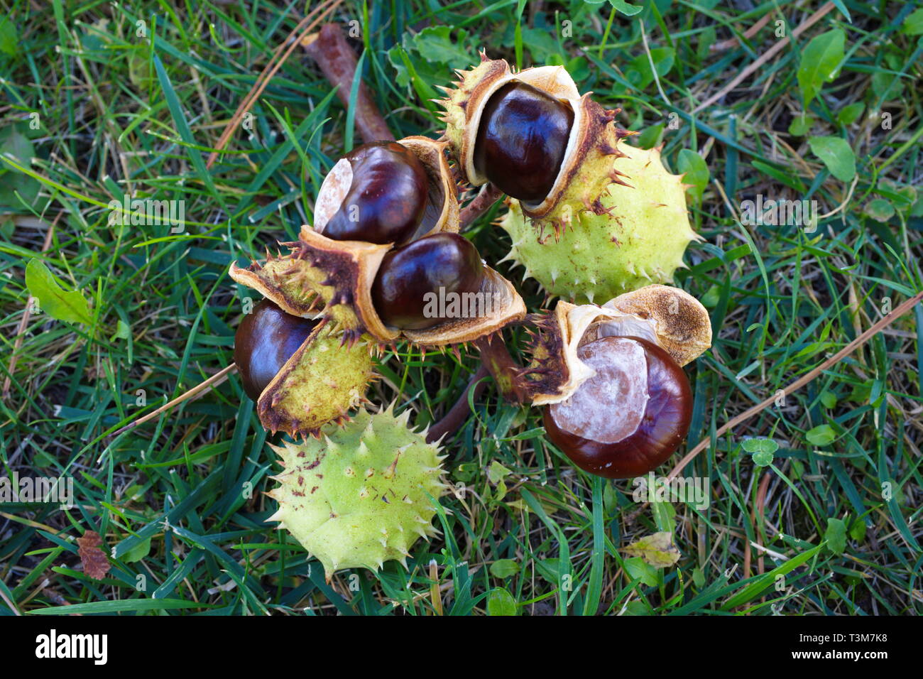conker. horse chestnut. used in traditional medicine. it brings luck ...