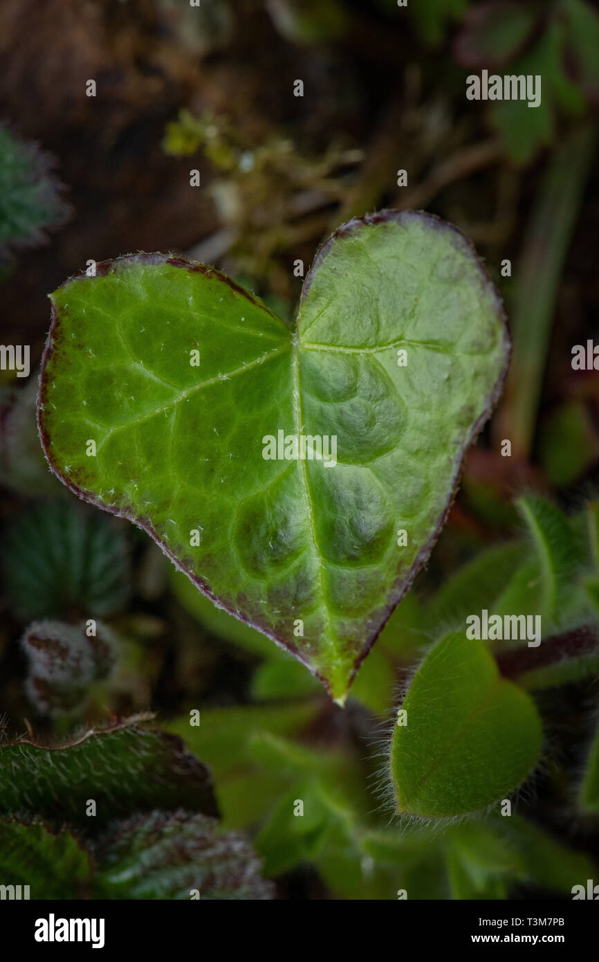 Heart Shaped Leaf - Love Nature Stock Photo - Alamy