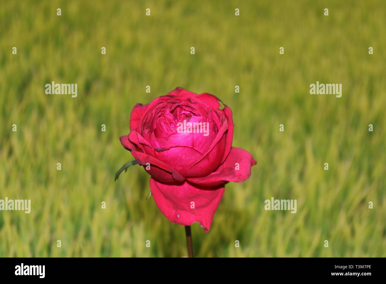Rose petals flying hi-res stock photography and images - Alamy