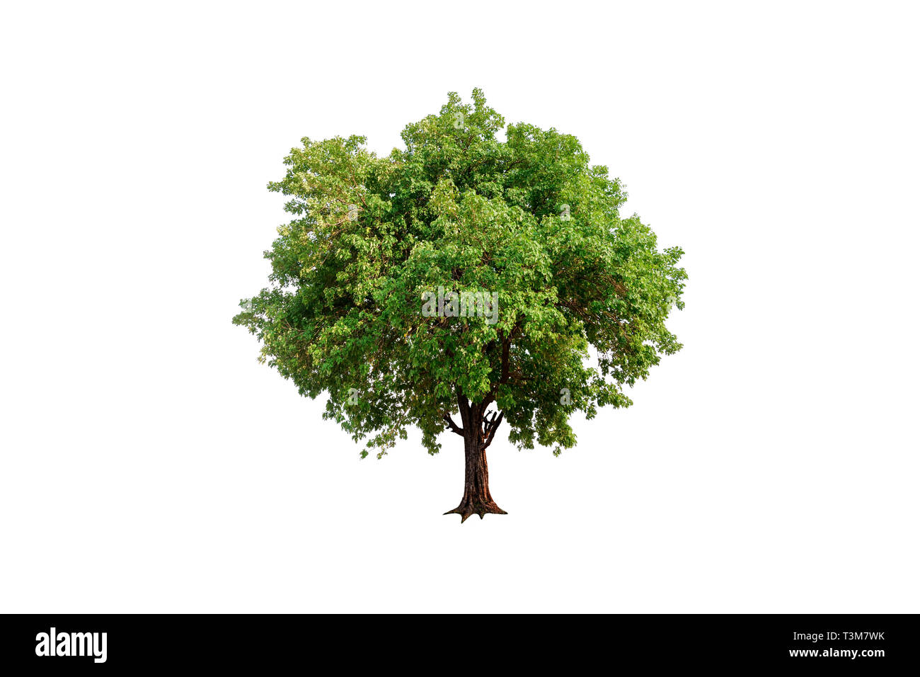 isolated single tree with clipping path Stock Photo - Alamy