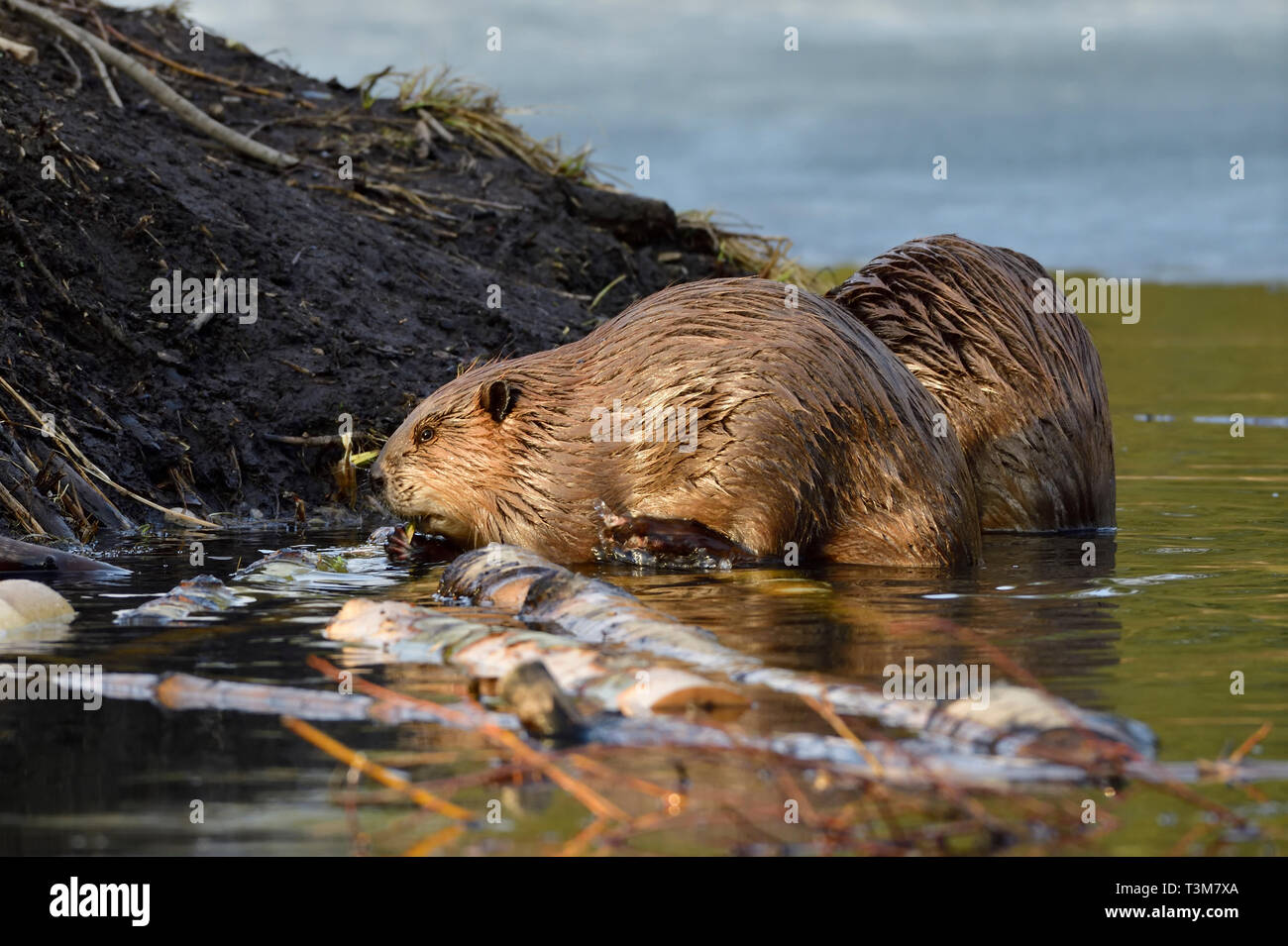 Two wild beavers feeding on some aspen tree bark at the edge of their ...