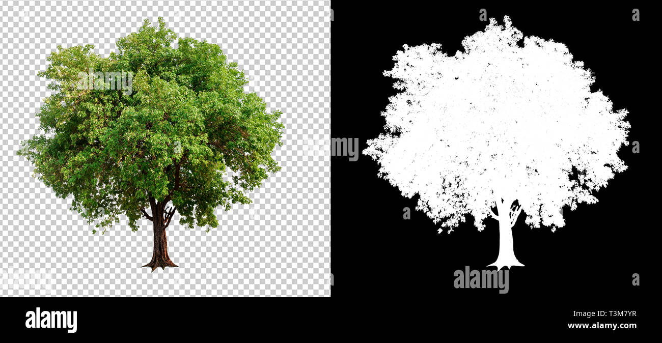 single tree on transparent picture background with clipping path ...