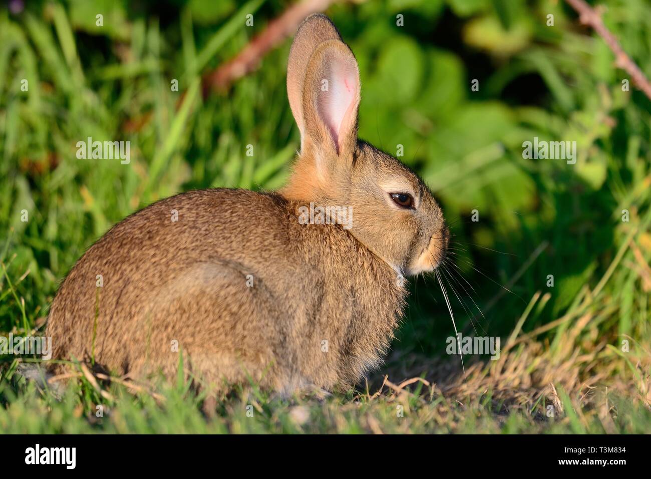 Baby wild rabbits uk hi-res stock photography and images - Alamy