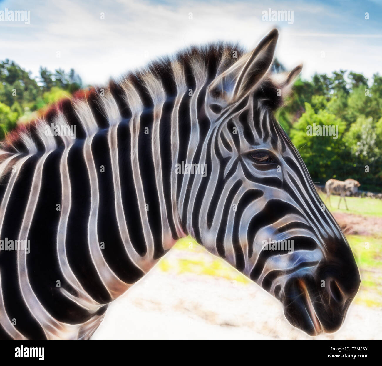 Zebra isolated serengeti hi-res stock photography and images - Alamy