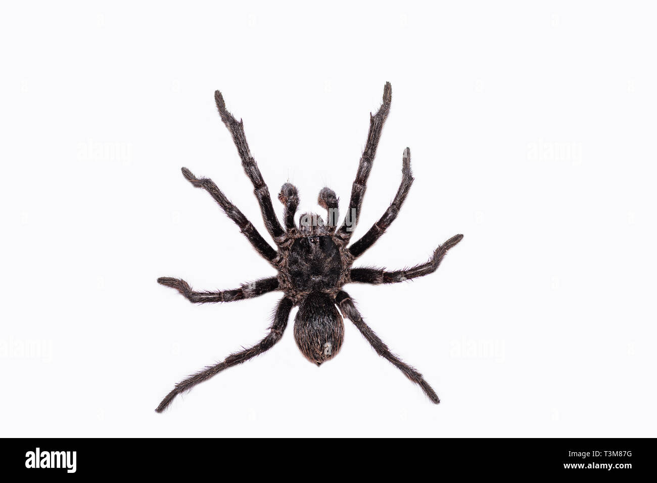 Theraphosidae hi-res stock photography and images - Alamy