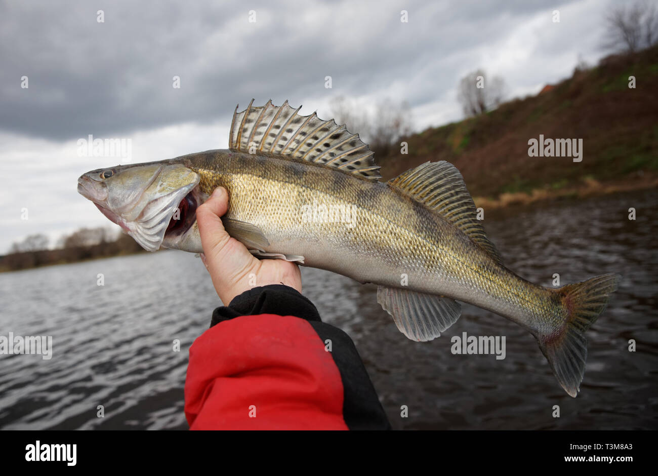 Walleye fishing in hand hi-res stock photography and images - Alamy