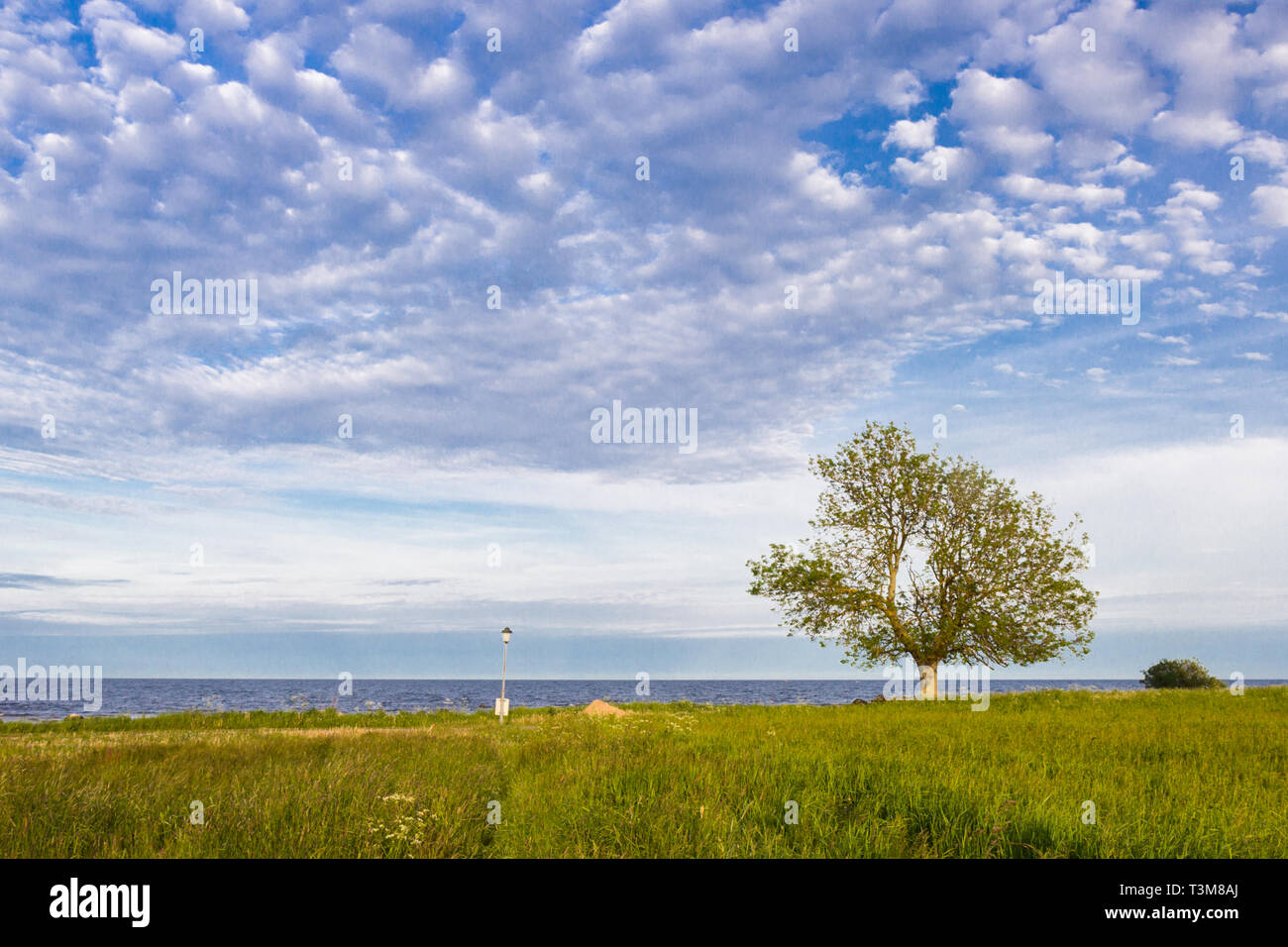 A lonely tree on a baltic sea coast, Scania county, Sweden. Springtime ...