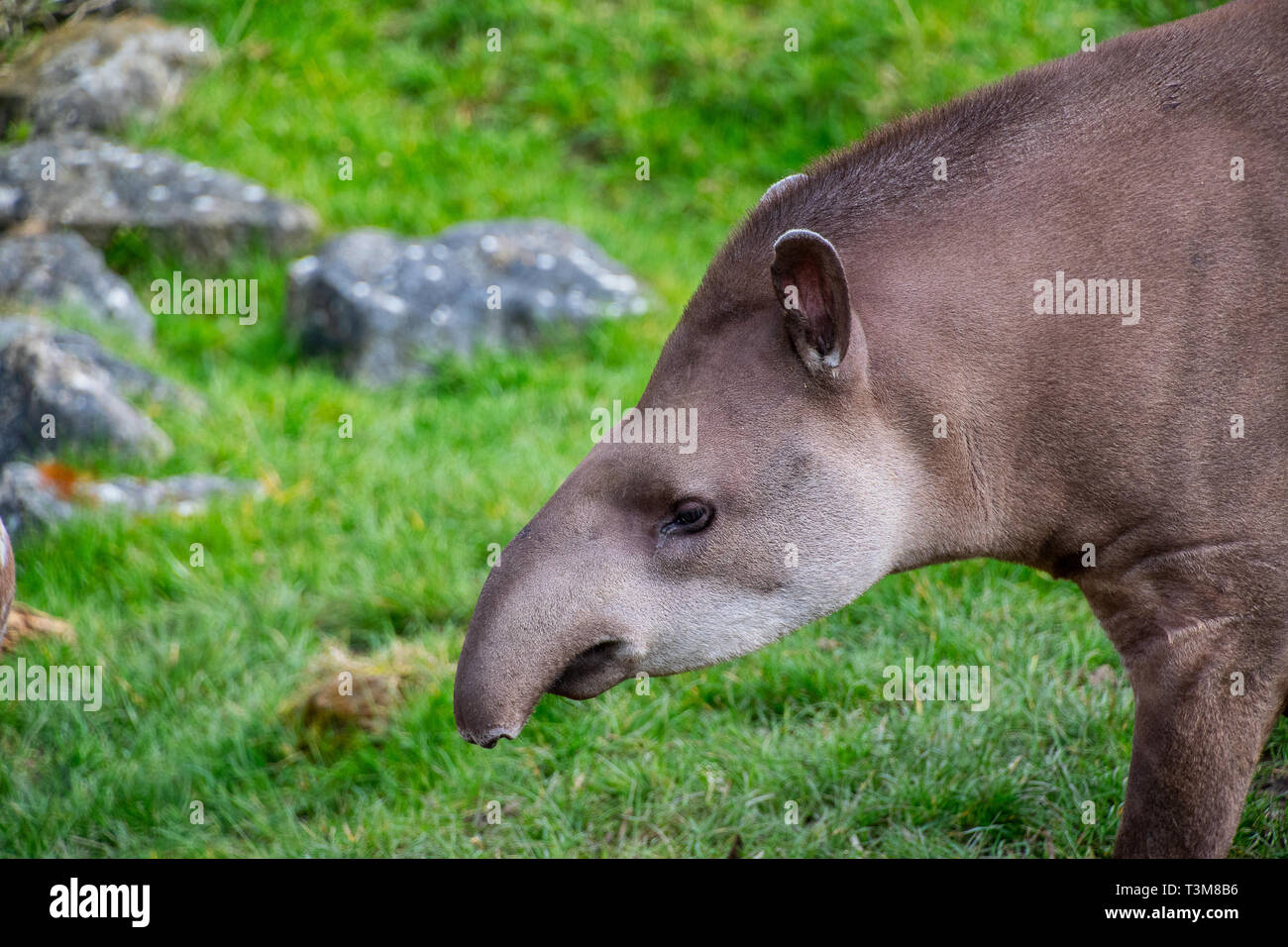 Portrait view of a South American Tapir Stock Photo - Alamy