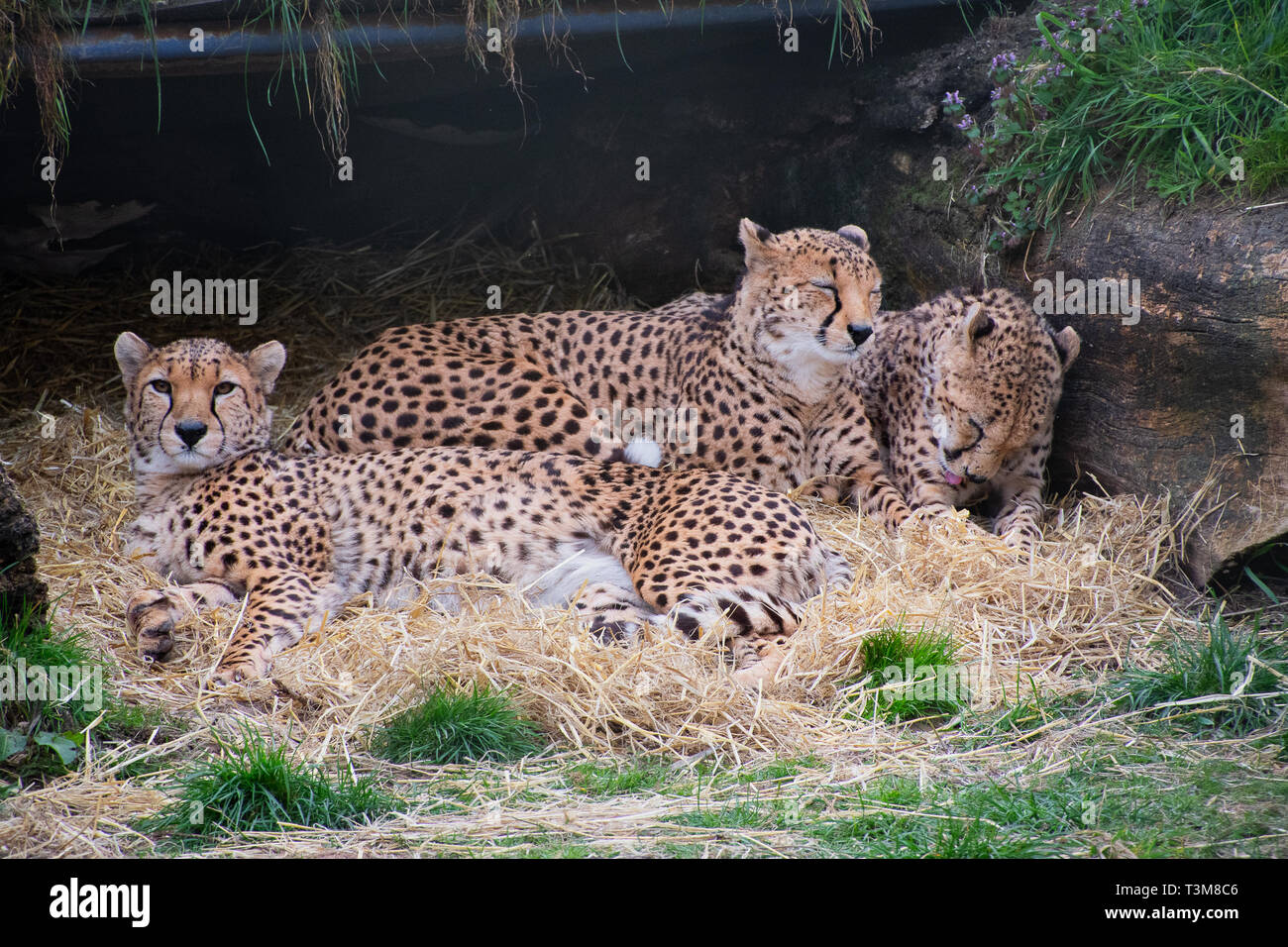 Cheetahs laying and huddled together in a Den Stock Photo - Alamy