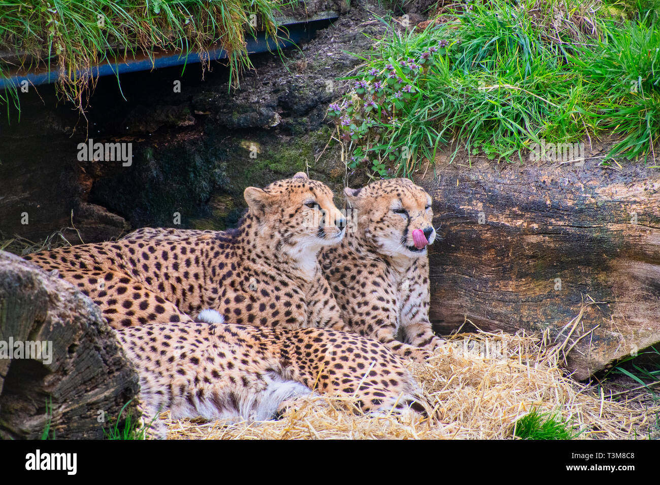 Cheetahs laying and huddled together in a Den Stock Photo - Alamy