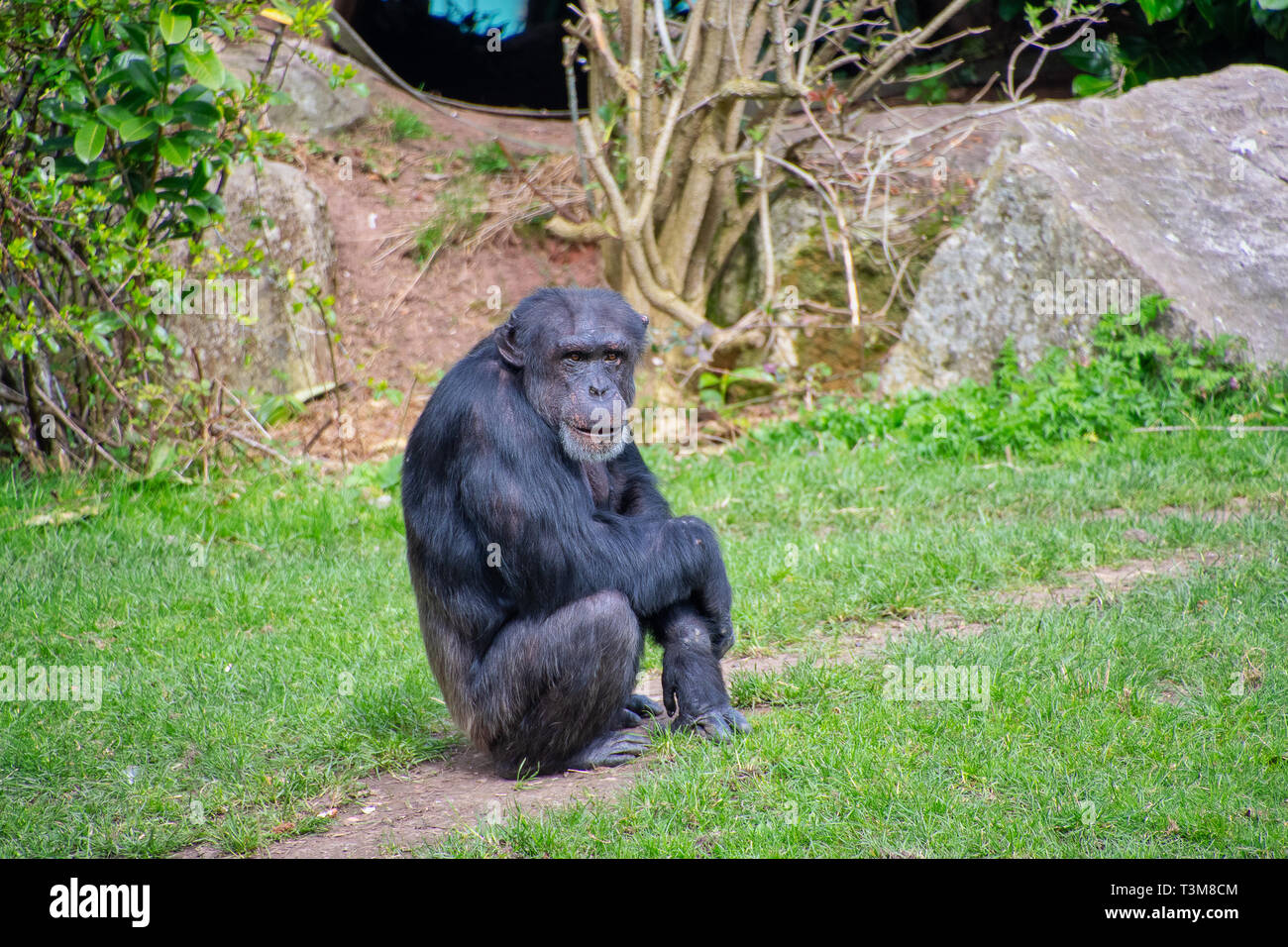 Adult Chimpanzee sitting on the ground Stock Photo - Alamy