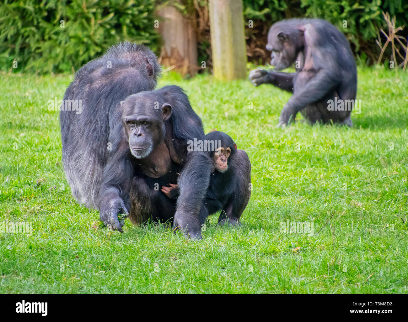 Female Chimpanzee with her young baby Stock Photo - Alamy