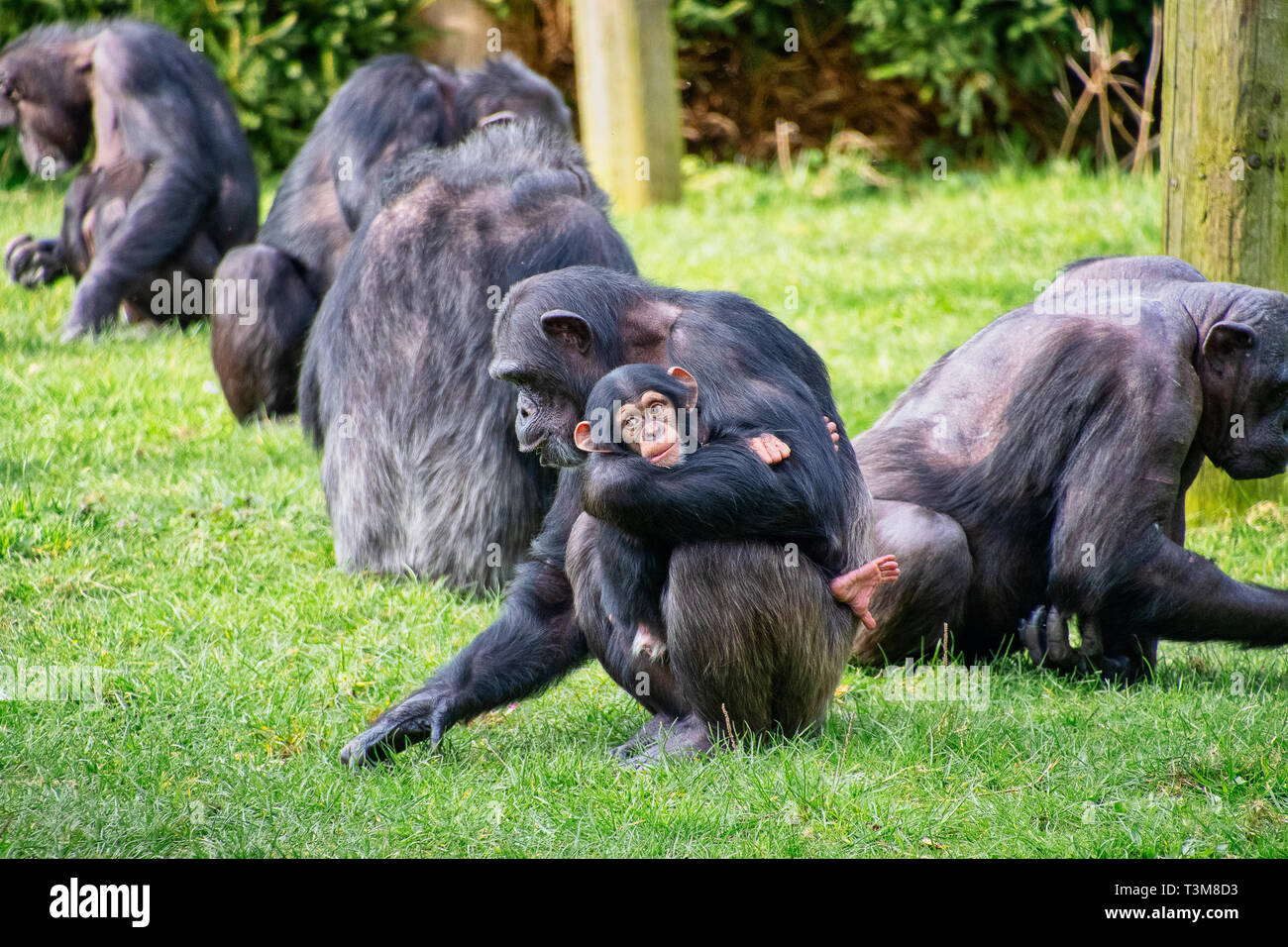 Female Chimpanzee with her young baby Stock Photo - Alamy