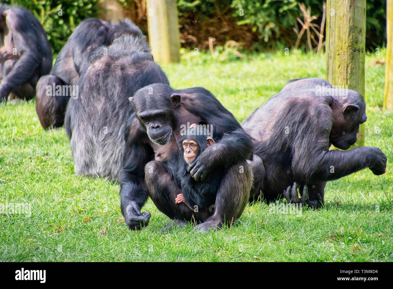 Female chimpanzee face hi-res stock photography and images - Alamy